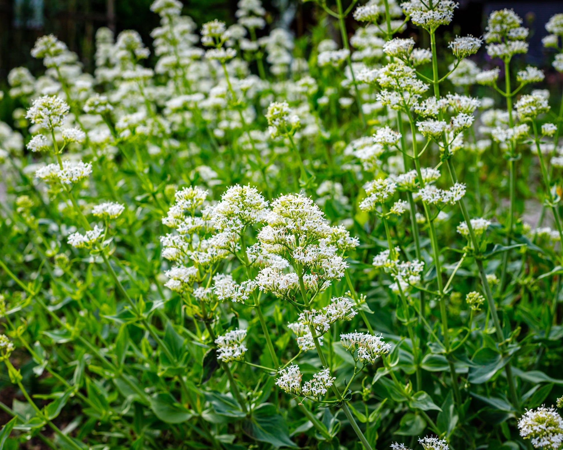 Centranthus ruber 'Albus' | Buy white valerian online at Farmer Gracy UK