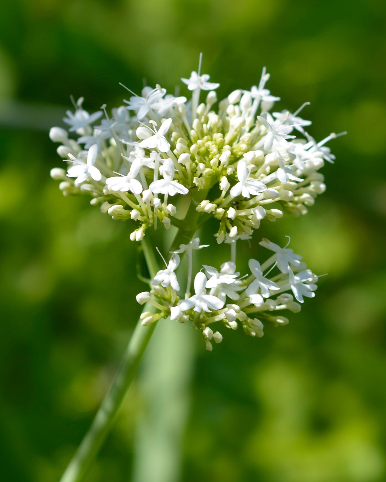 Centranthus ruber 'Albus' | Buy white valerian online at Farmer Gracy UK