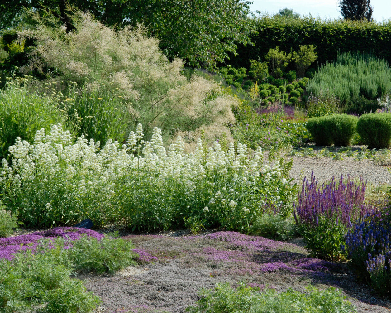 Centranthus ruber 'Albus' | Buy white valerian online at Farmer Gracy UK