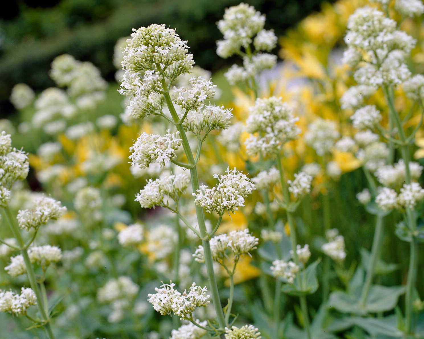 Centranthus ruber 'Albus' | Buy white valerian online at Farmer Gracy UK