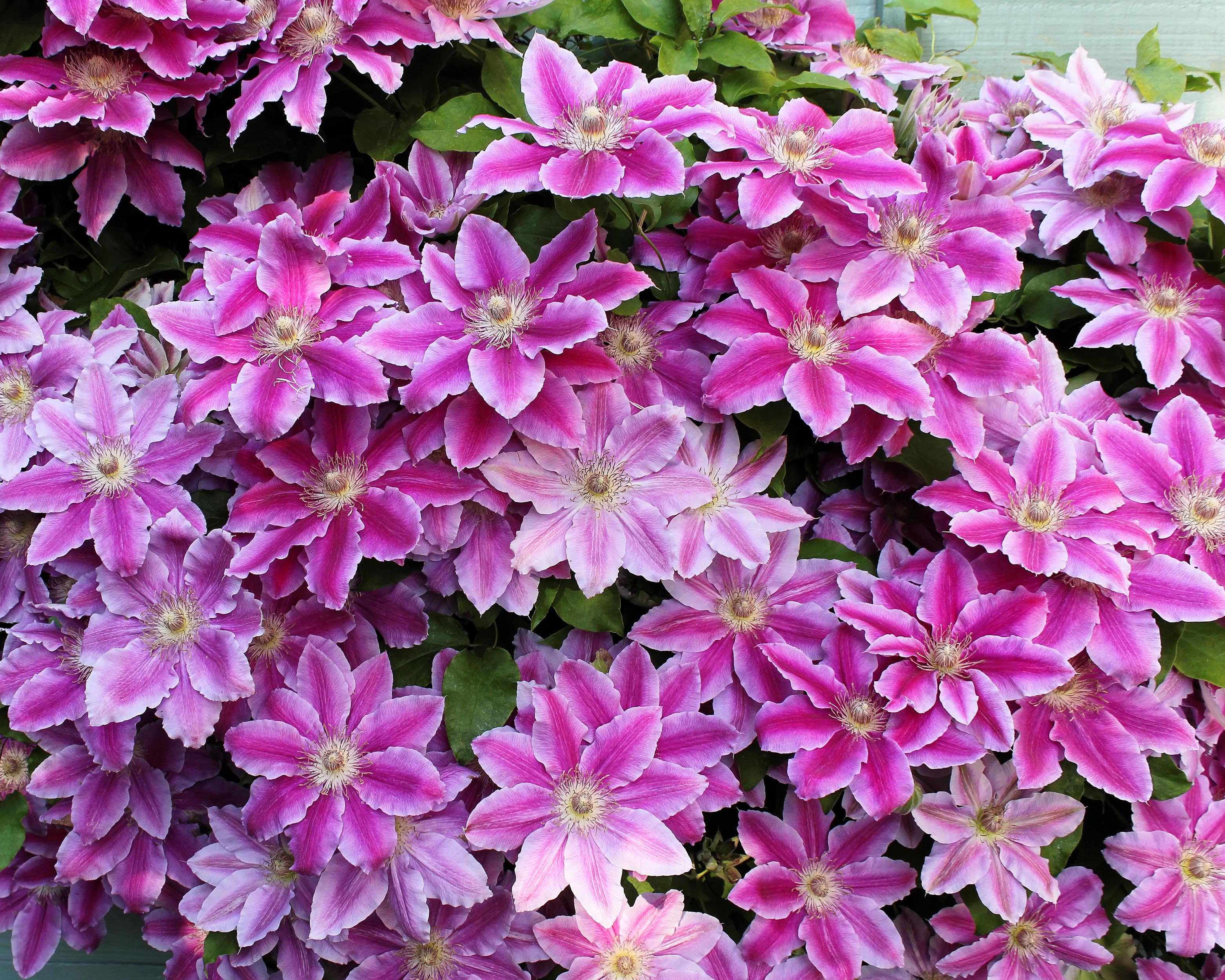 Clematis 'Doctor Ruppel' bare roots | Buy climbing leather flowers ...