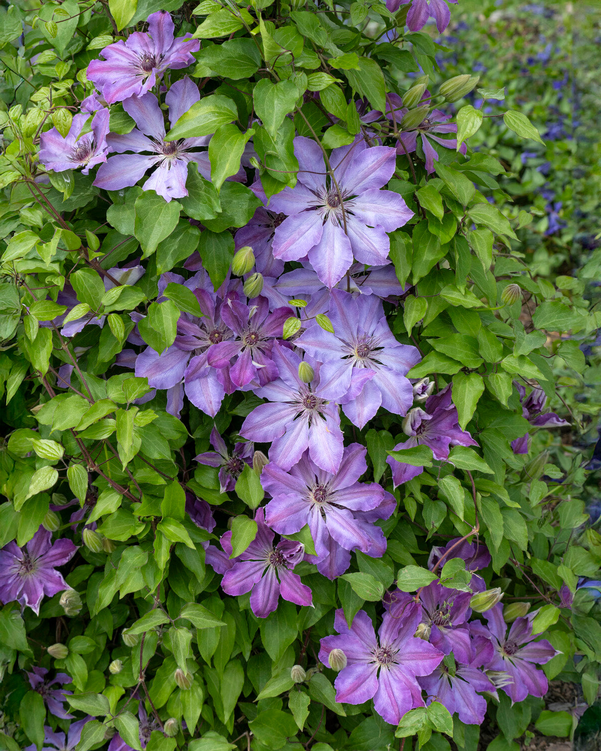 Clematis 'Baltyk' bare roots — Buy climbing leather flowers online at ...