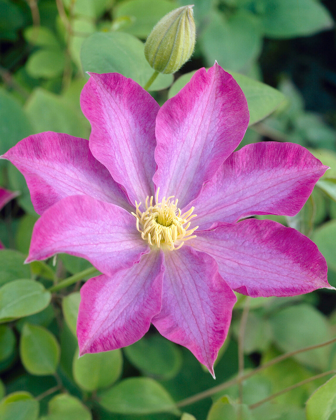 Clematis 'Kakio' bare roots — Buy climbing leather flowers online at Farmer Gracy UK