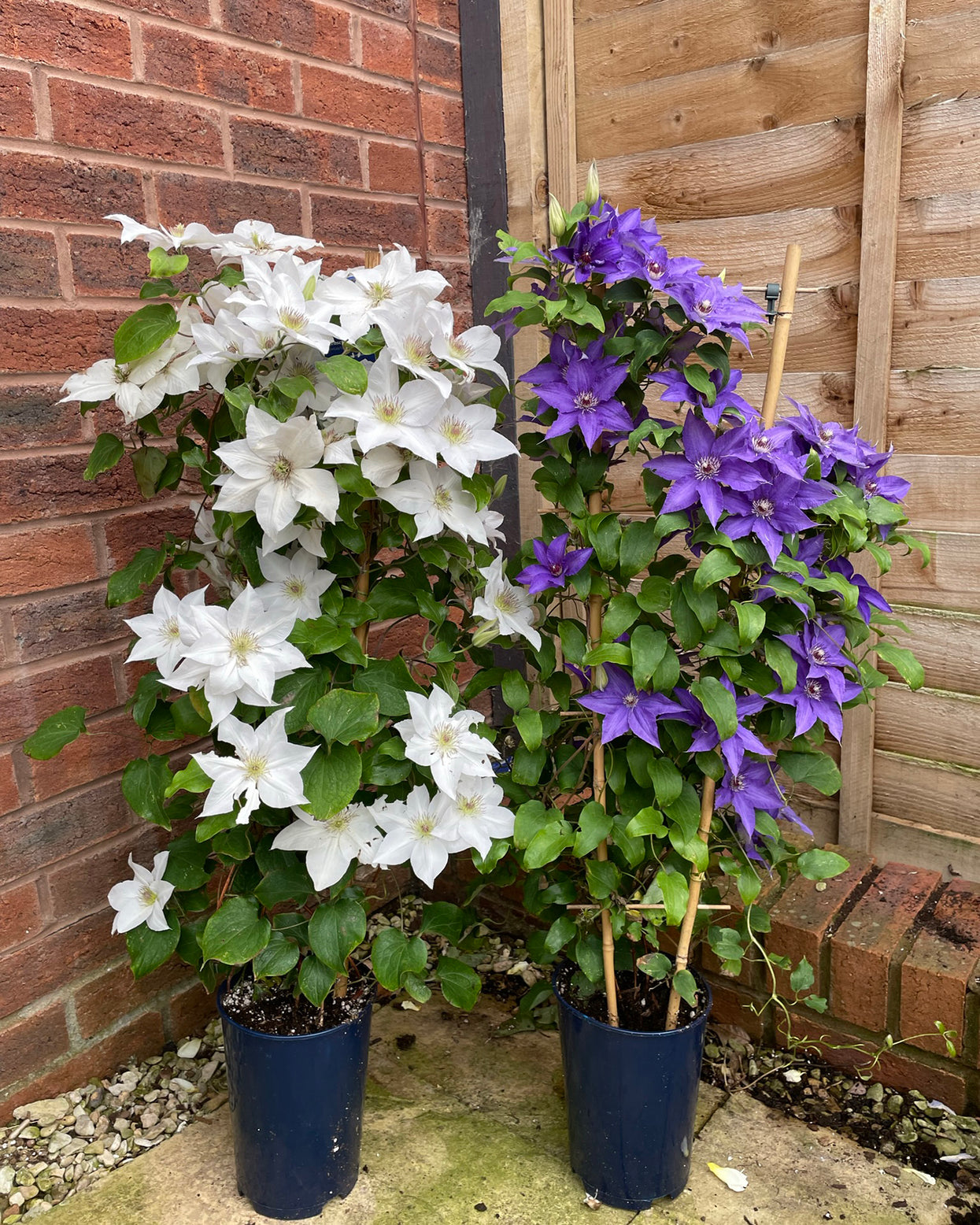 Clematis 'Guernsey Flute' bare roots | Buy white leather flowers online ...