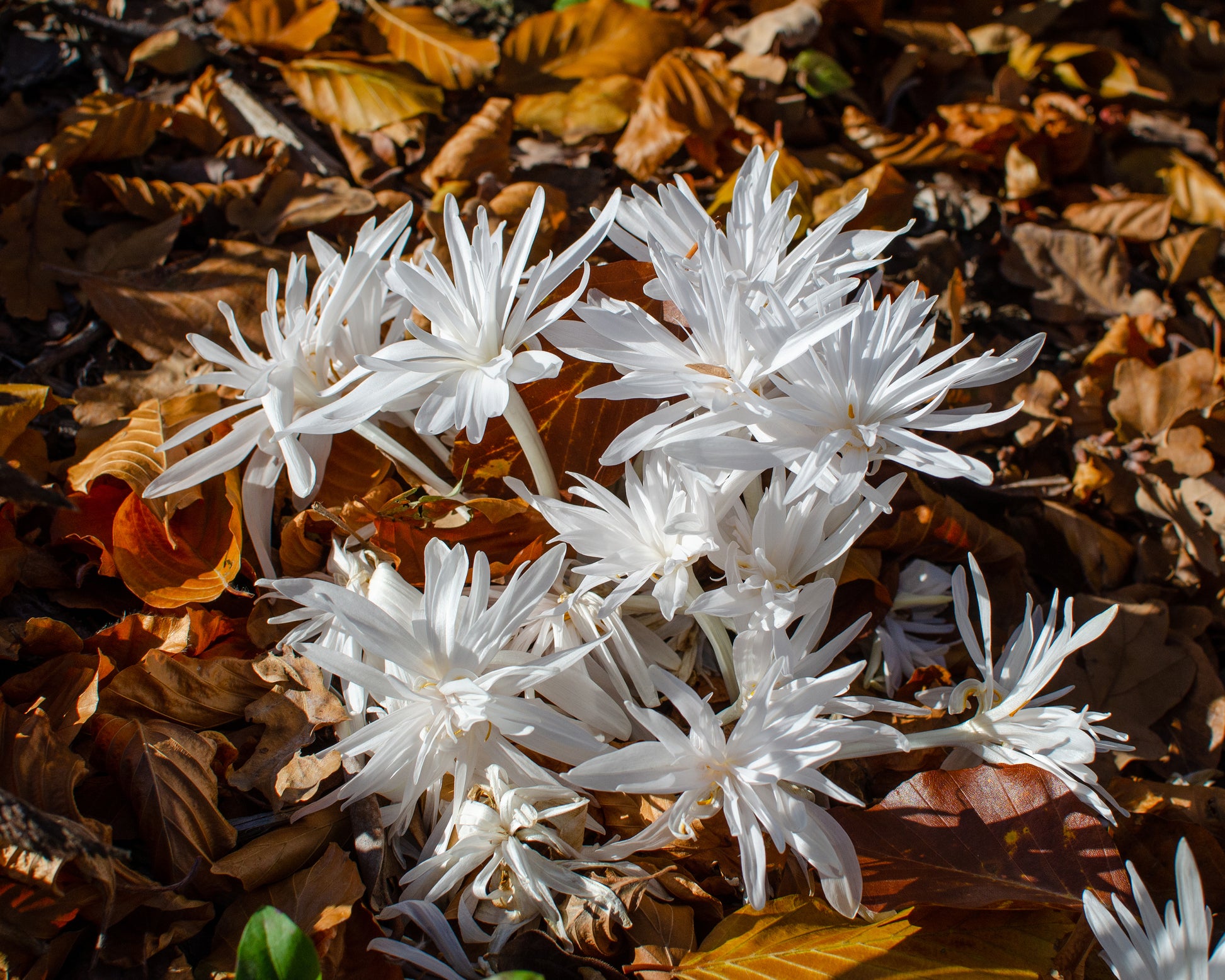 Colchicum autumnale 'Alboplenum' bulbs — Buy double white meadow ...