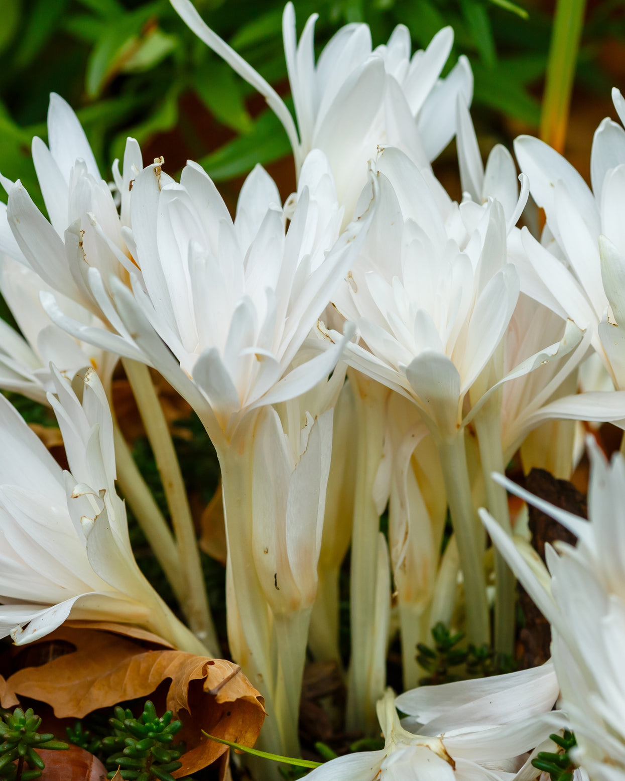 Colchicum autumnale 'Alboplenum' bulbs — Buy double white meadow ...