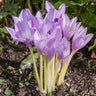 Colchicum planting instructions / How to plant Colchicum bulbs — Farmer ...