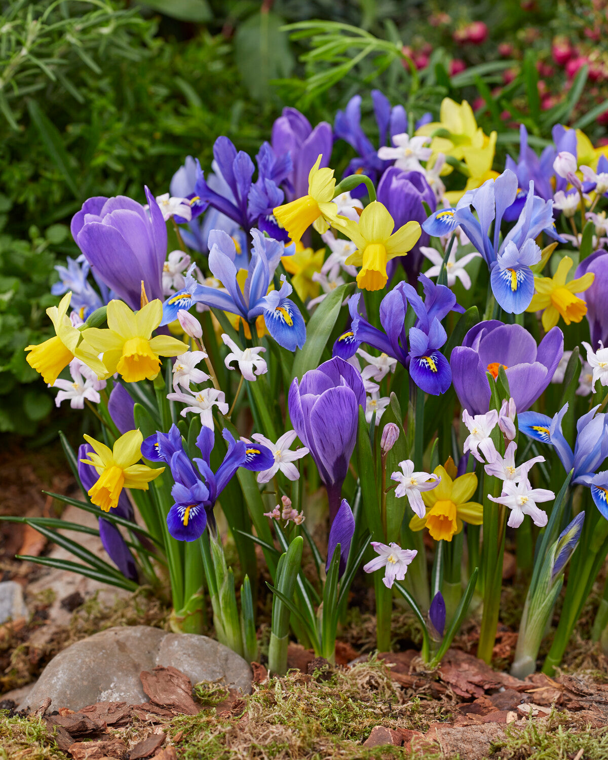 'Amber Azure' spring bulbs collection — Buy bulb blends online at Farmer Gracy