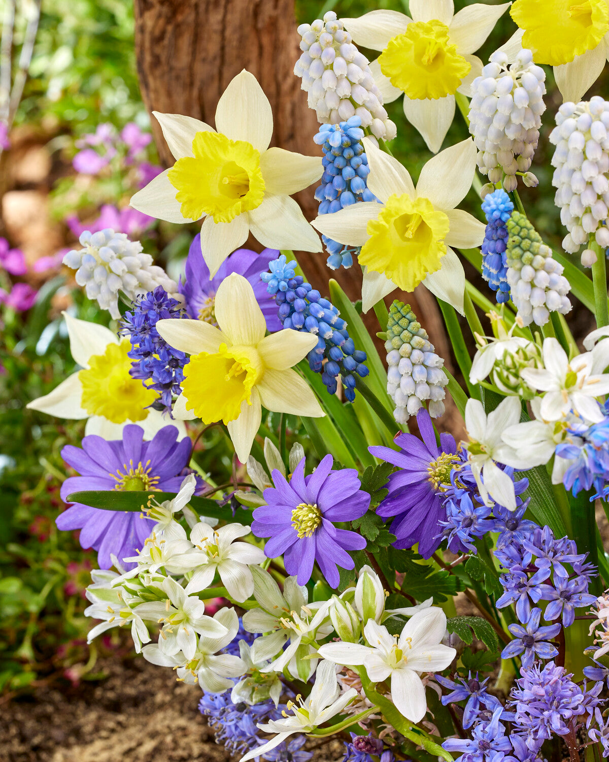 'Floral Fanfare' spring bulbs collection — Buy bulb blends online at ...