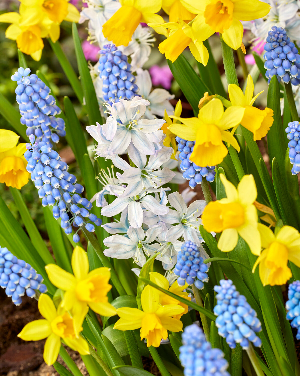 'Spring Spectacle' spring bulbs collection — Buy pre-mixed bulbs online ...