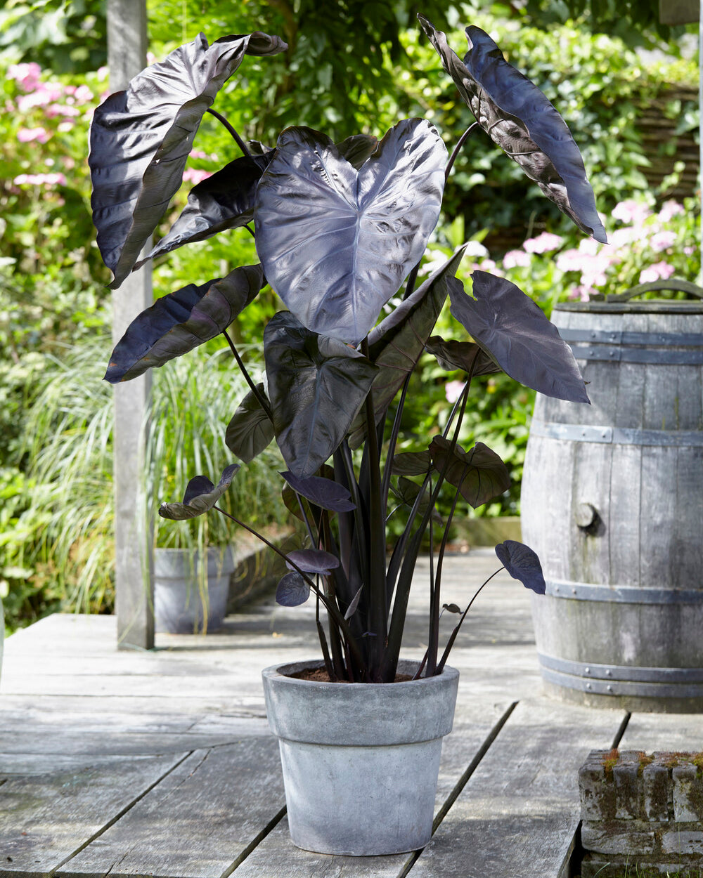 Colocasia esculenta 'Black Coral' Bulbs | Buy black taro / black ...