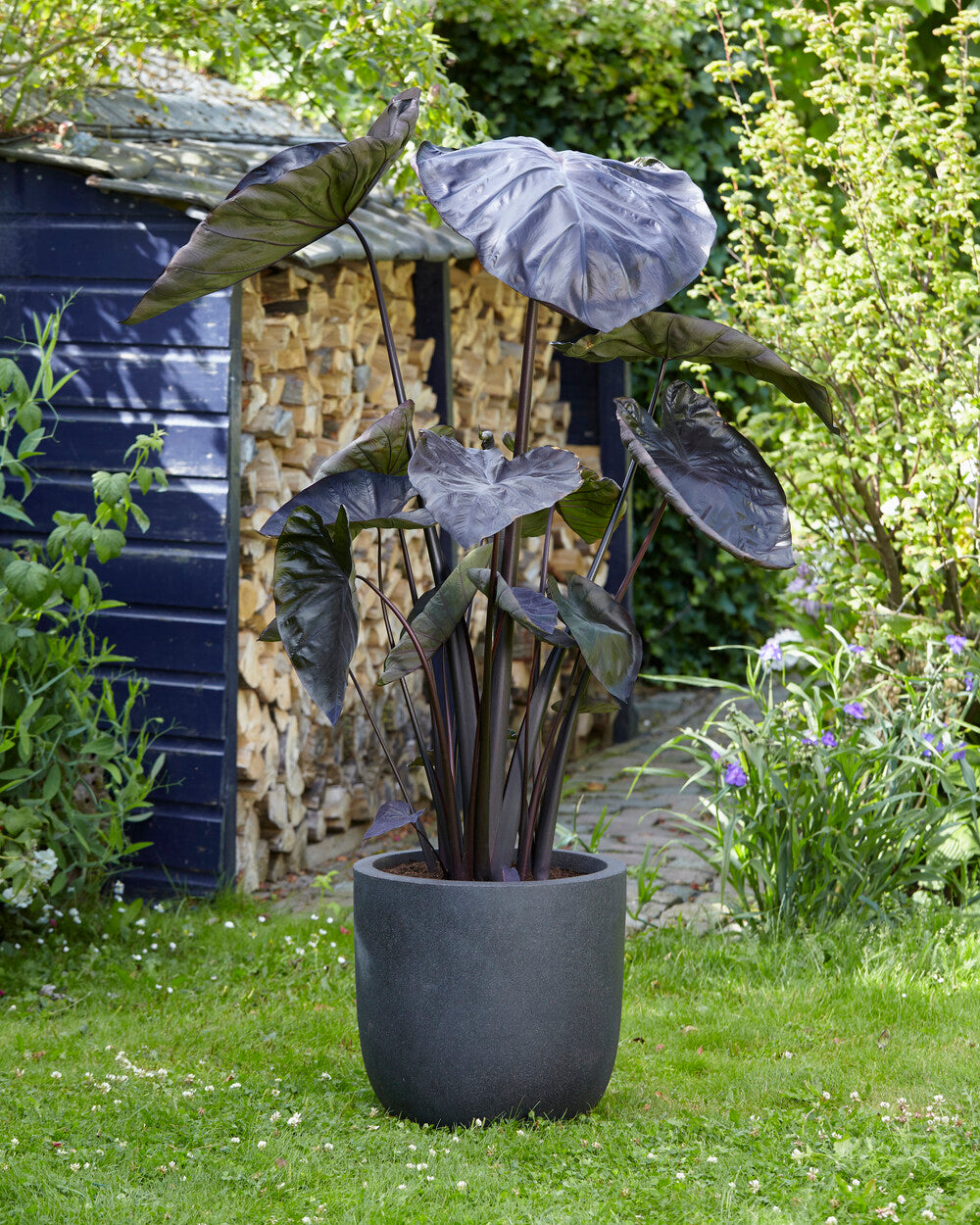 Colocasia esculenta 'Black Coral' Bulbs | Buy black taro / black ...