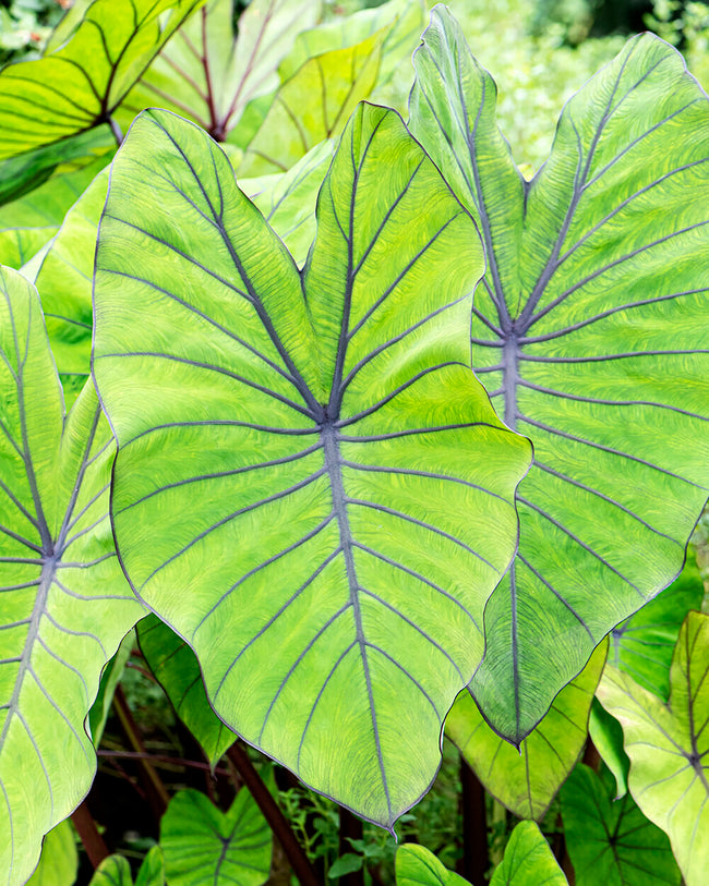 Colocasia antiquorum 'Illustris' Bulbs — Buy Elephant Ears online at ...