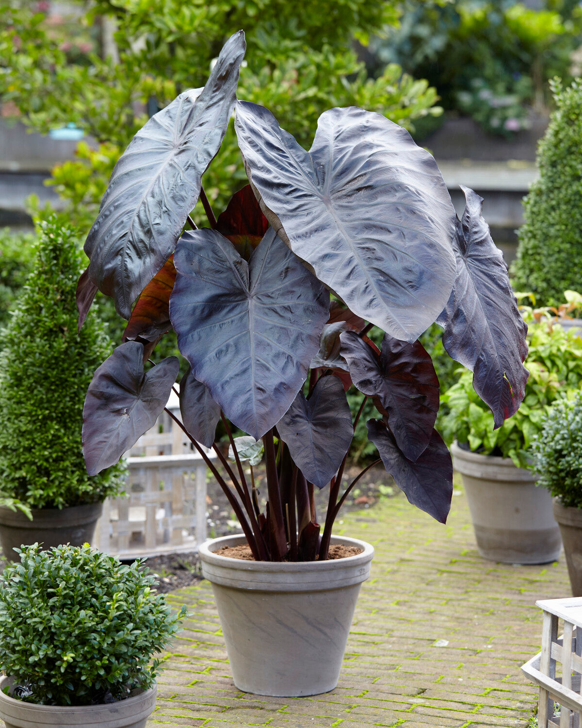 Colocasia esculenta 'Diamond Head' Bulbs | Buy black elephant's ears ...