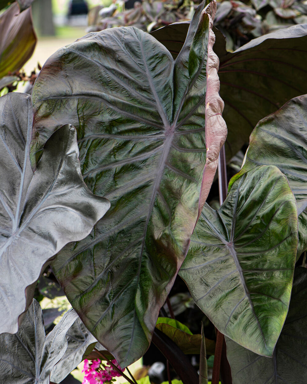 Colocasia esculenta 'Diamond Head' Bulbs | Buy black elephant's ears ...