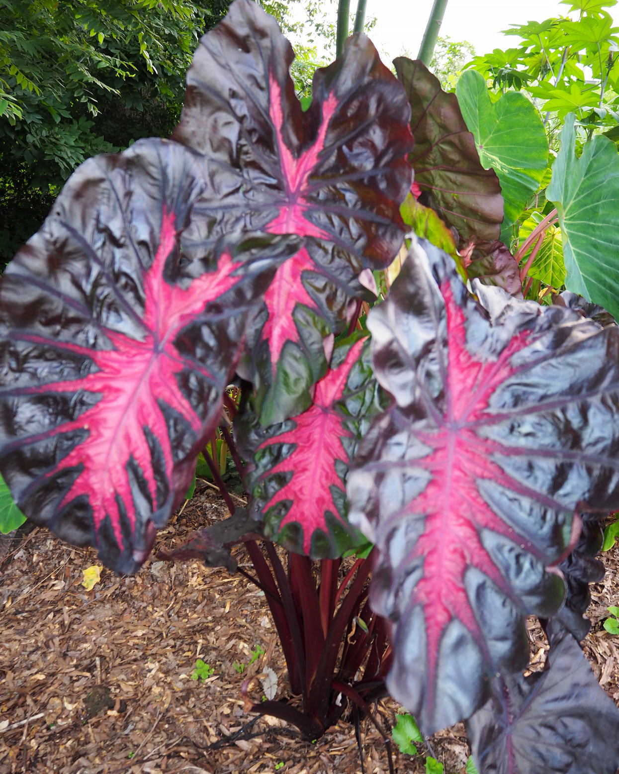 Colocasia 'Redemption' bulbs — Buy shiny black/pink elephant ears ...