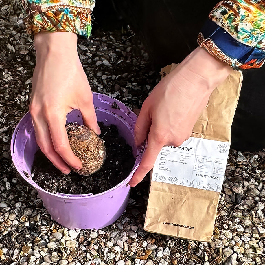 Colocasia 'Redemption' bulbs — Buy shiny black/pink elephant ears ...