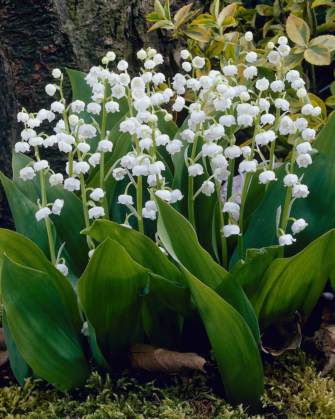 Convallaria Majalis Lily Of The Valley Pips Buy Online At Farmer