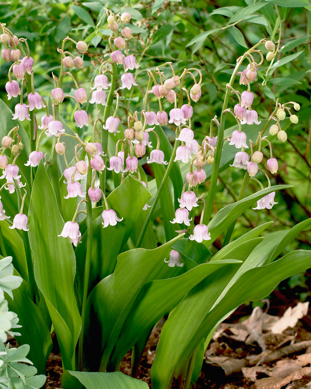 Convallaria majalis var. rosea (pink lily of the valley) pips | Buy ...