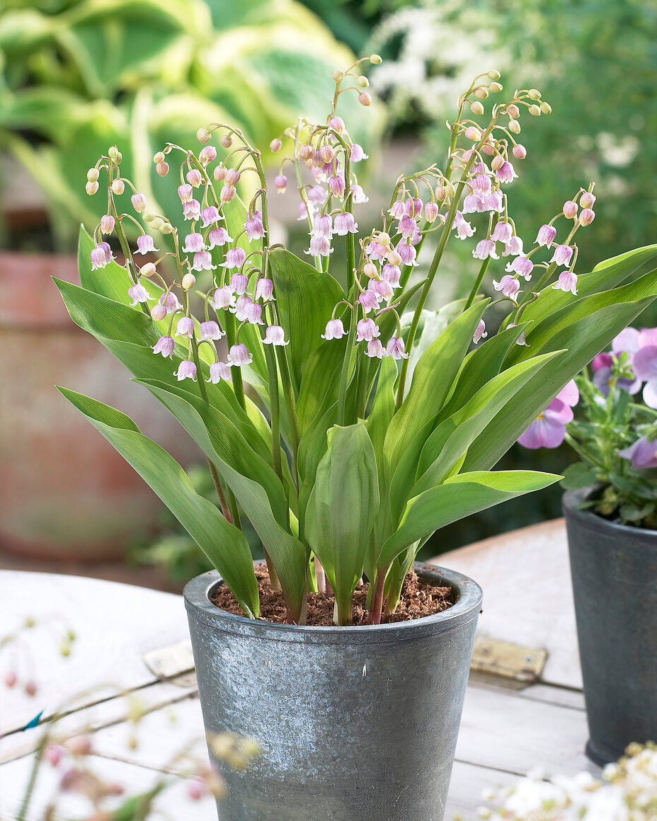 Convallaria Majalis Var Rosea Pink Lily Of The Valley Pips Buy