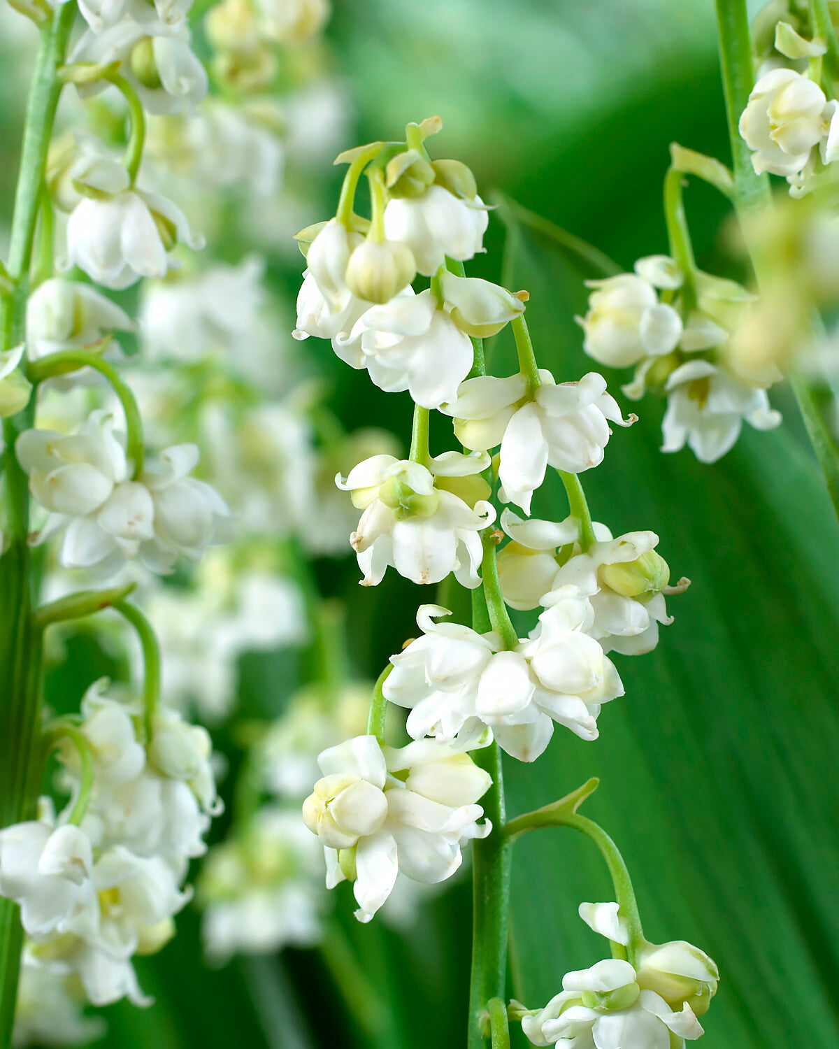 Convallaria majalis 'Prolificans' pips | Buy double-flowering lily of ...