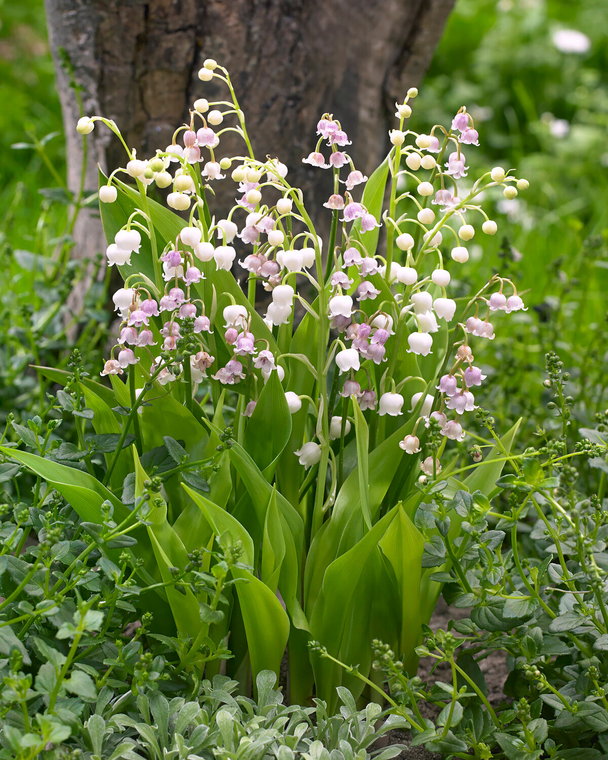 Convallaria 'Vivid Valleys' pips — Buy mixed lily of the valley online ...