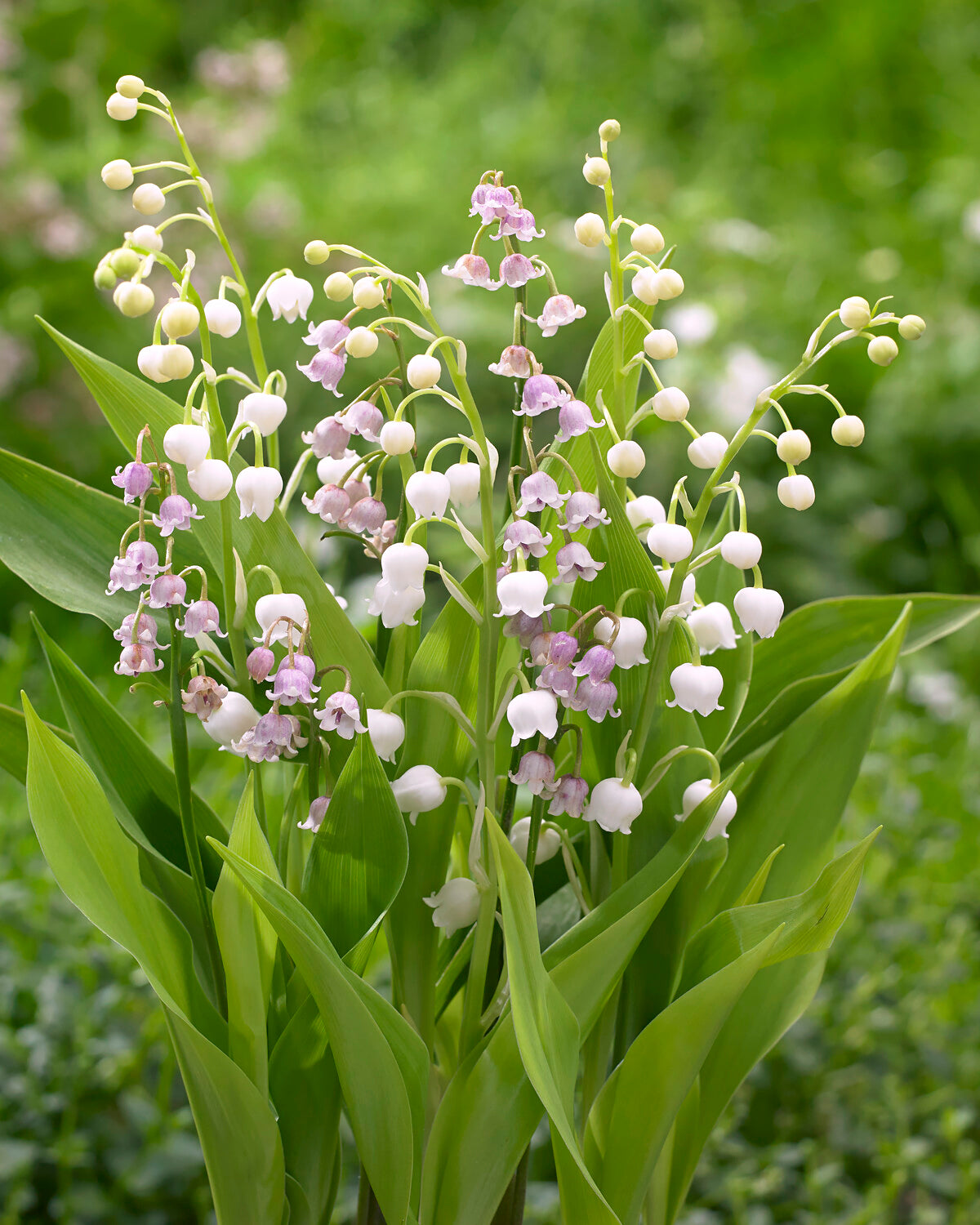 Convallaria 'Vivid Valleys' pips — Buy mixed lily of the valley online ...