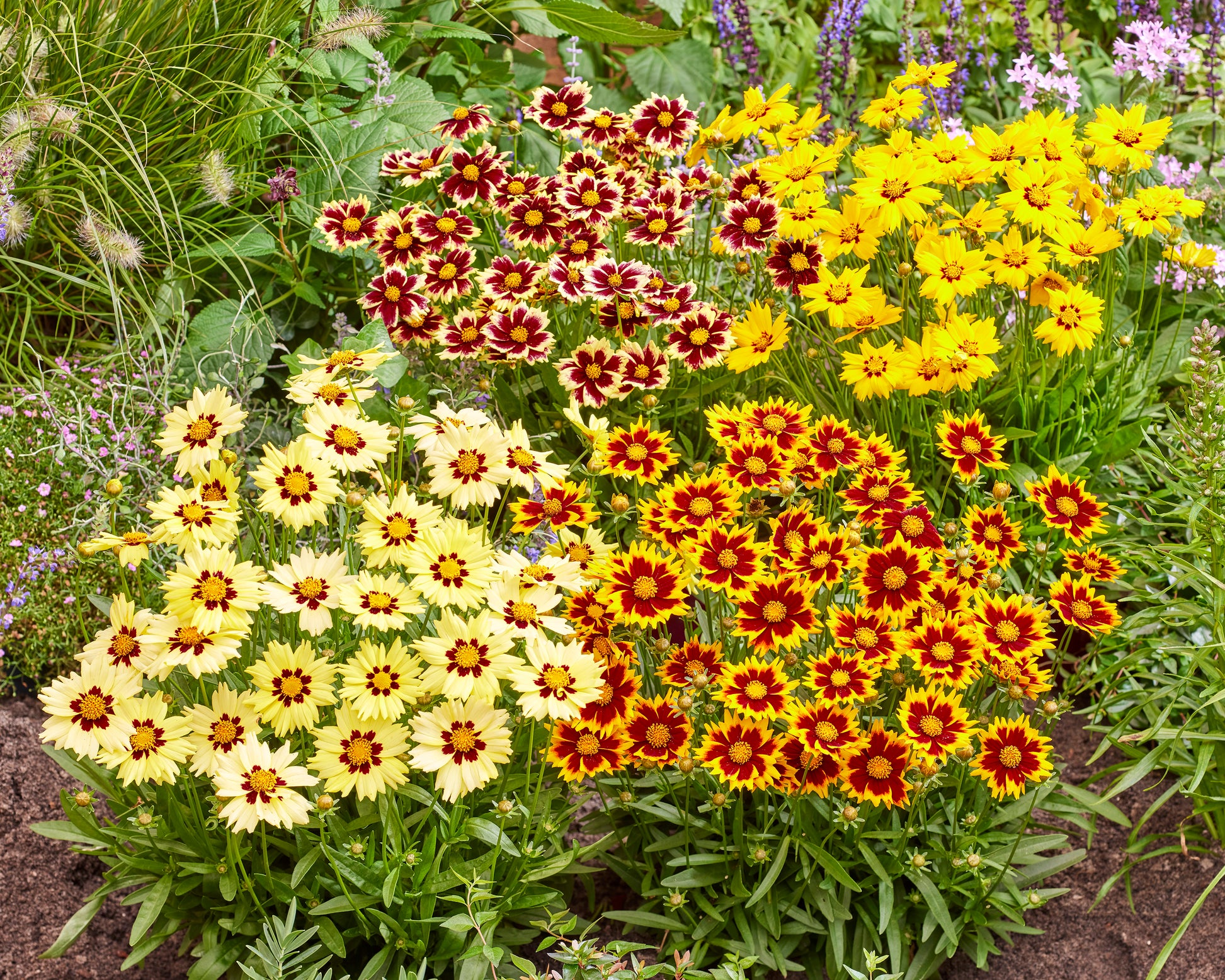 Coreopsis grandiflora 'Solar Fancy' bare roots — Buy tickseed online at ...
