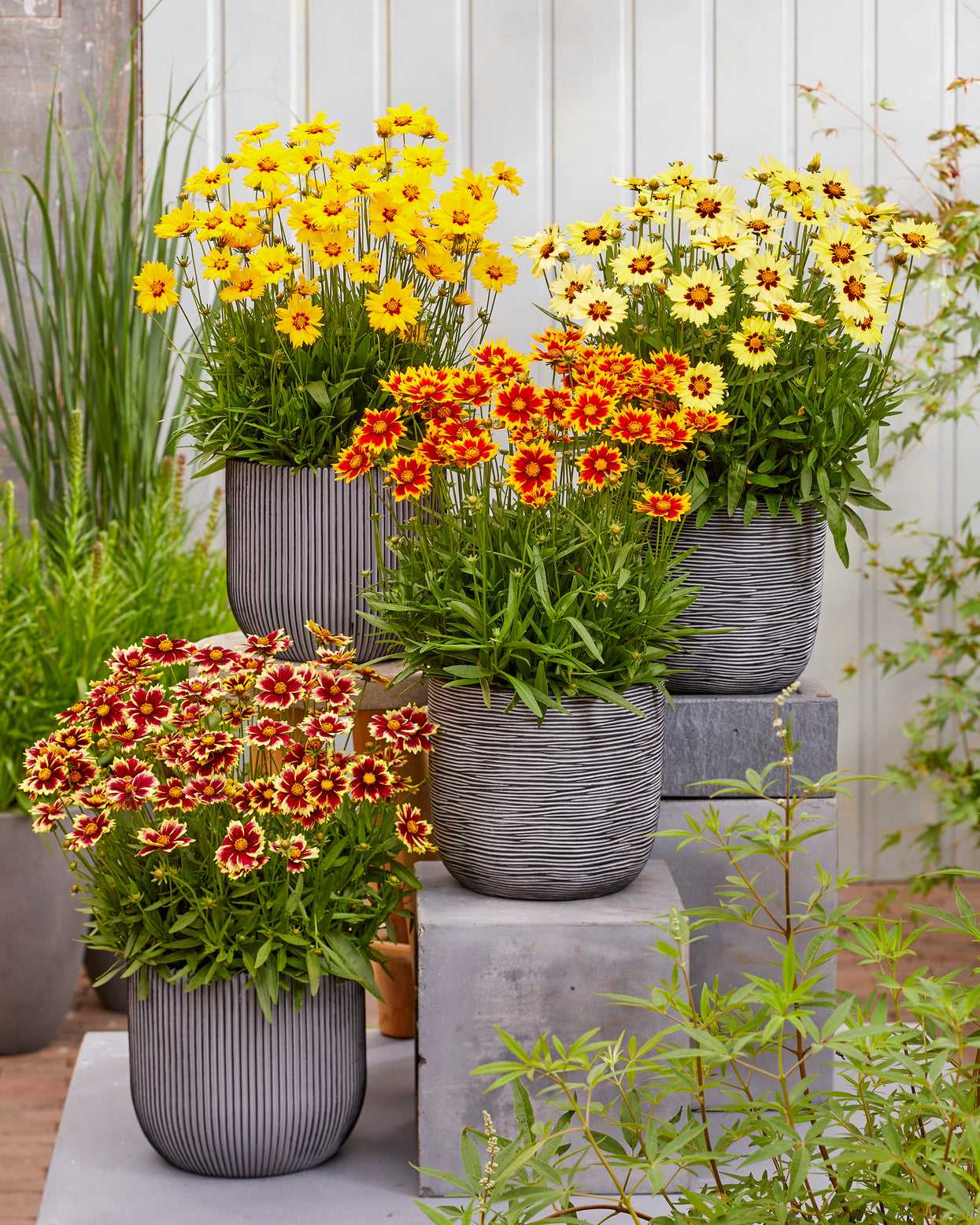 Coreopsis grandiflora 'Solar Fancy' bare roots — Buy tickseed online at ...