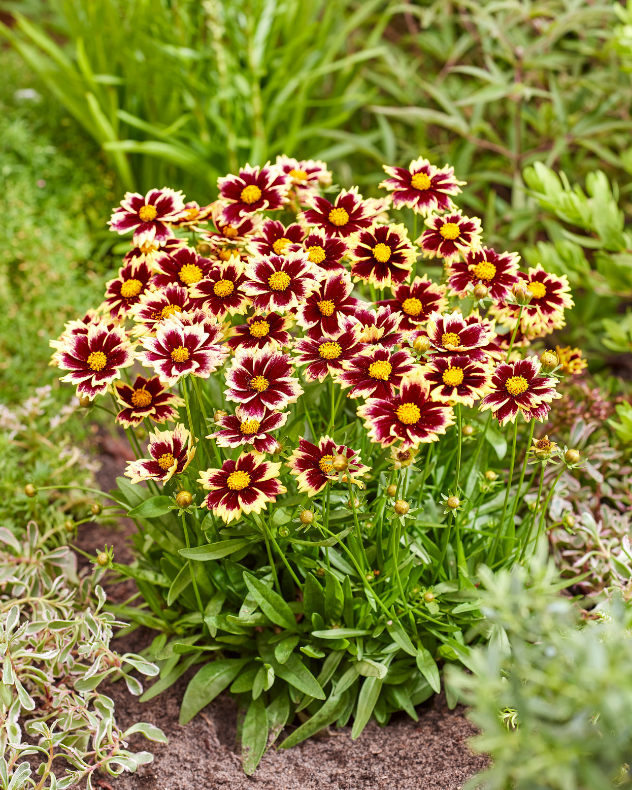 Coreopsis grandiflora 'Solar Fancy' bare roots — Buy tickseed online at ...