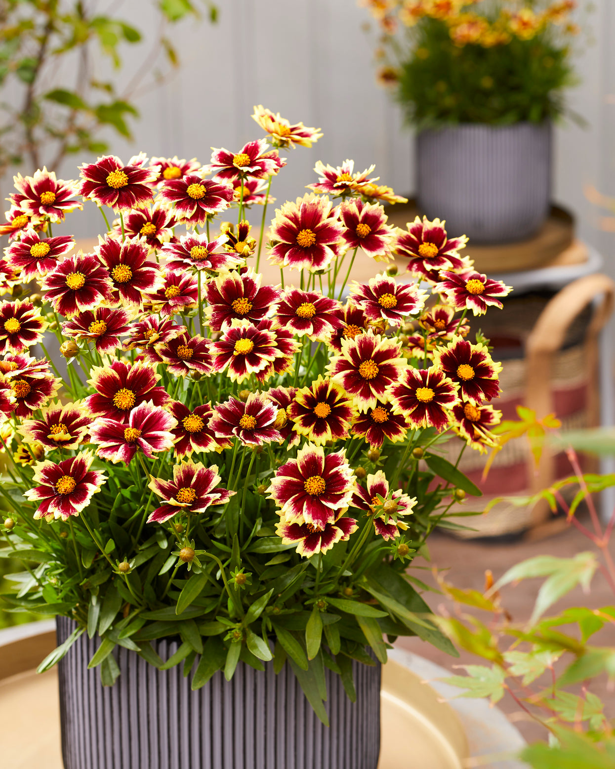Coreopsis grandiflora 'Solar Fancy' bare roots — Buy tickseed online at ...
