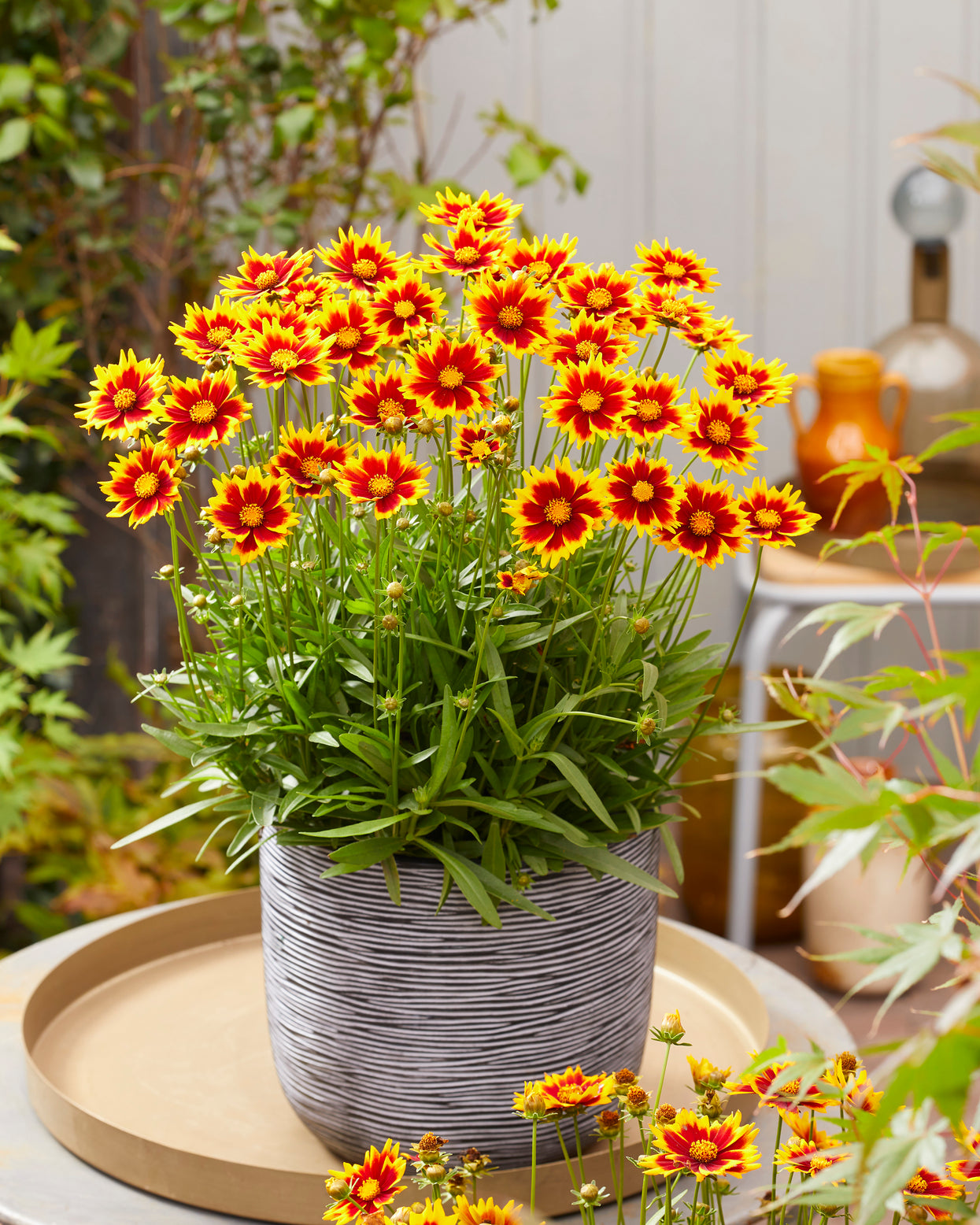 Coreopsis grandiflora 'Solar Jewel' bare roots — Buy tickseed online at ...