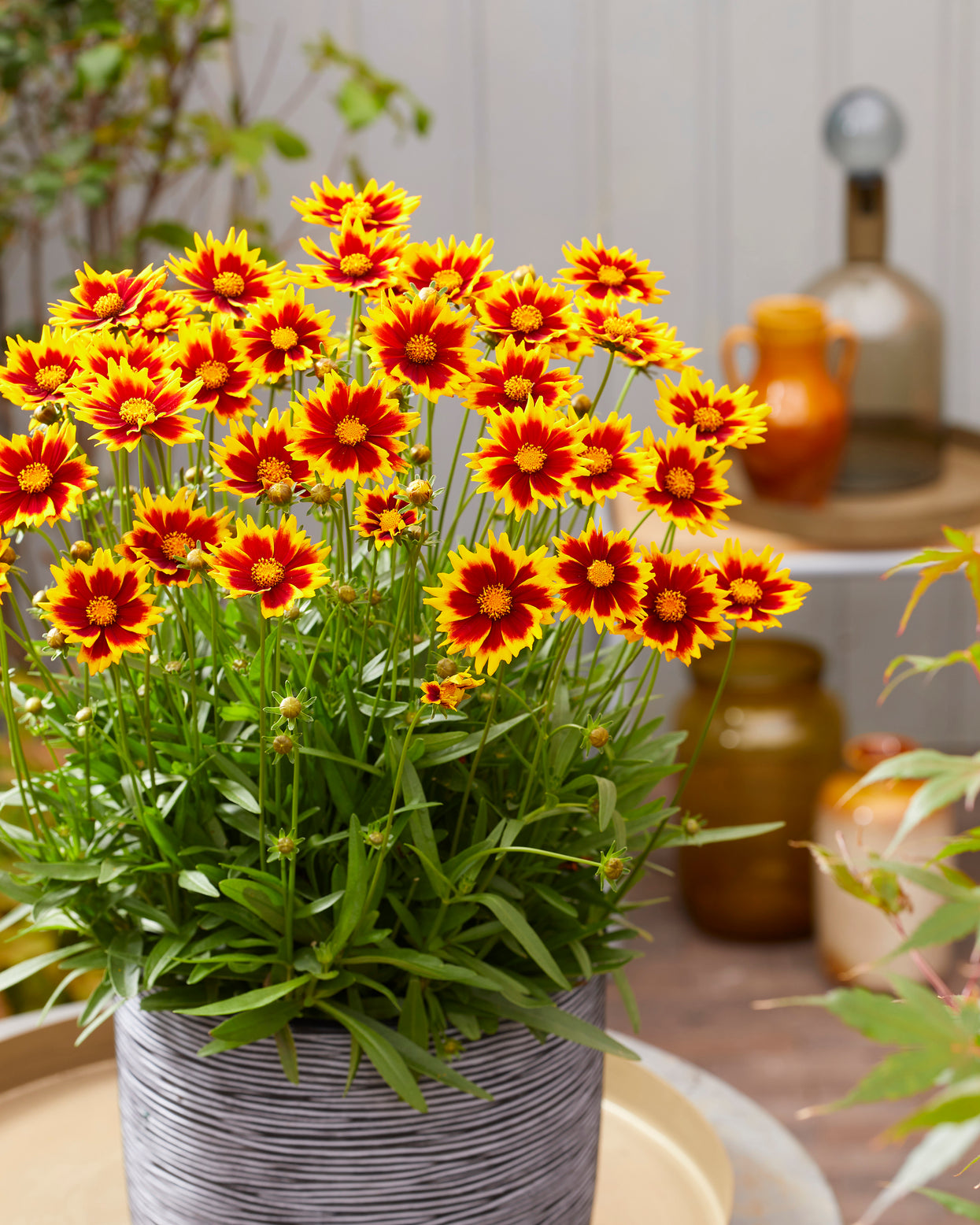 Coreopsis grandiflora 'Solar Jewel' bare roots — Buy tickseed online at ...