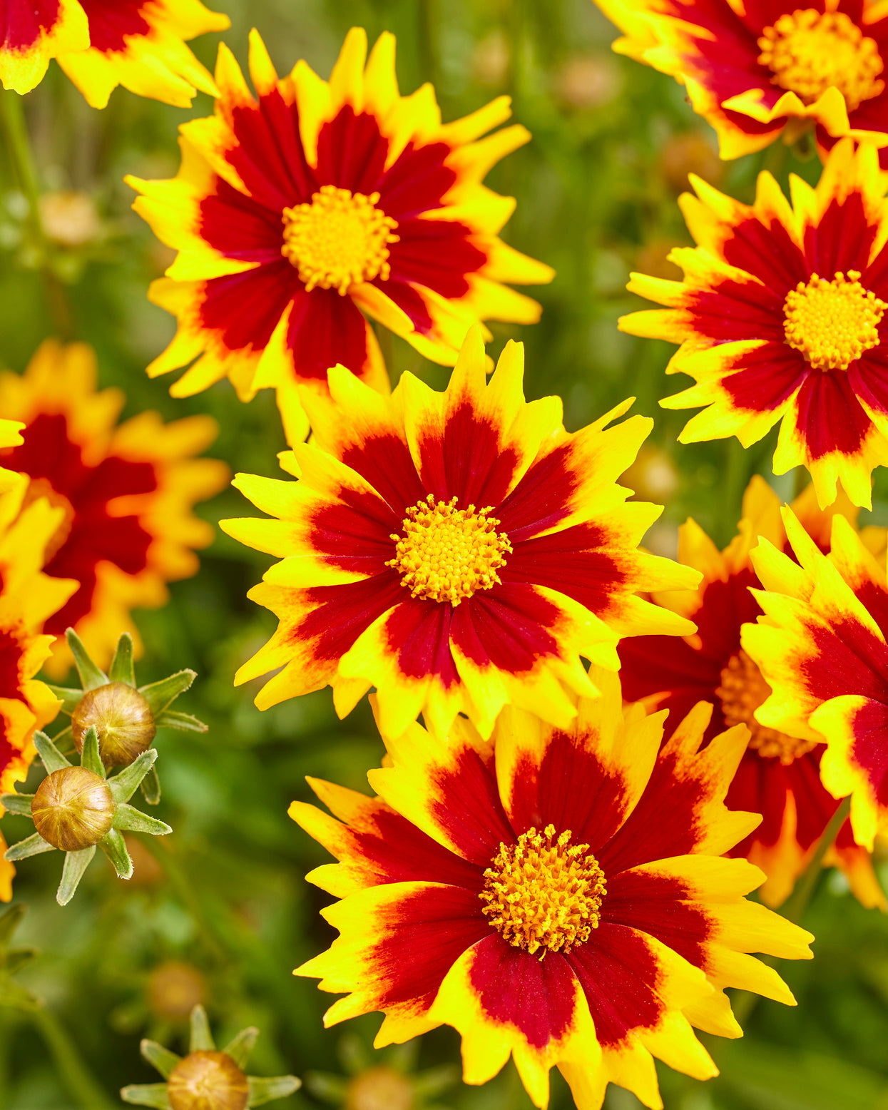 Coreopsis grandiflora 'Solar Jewel' bare roots — Buy tickseed online at ...