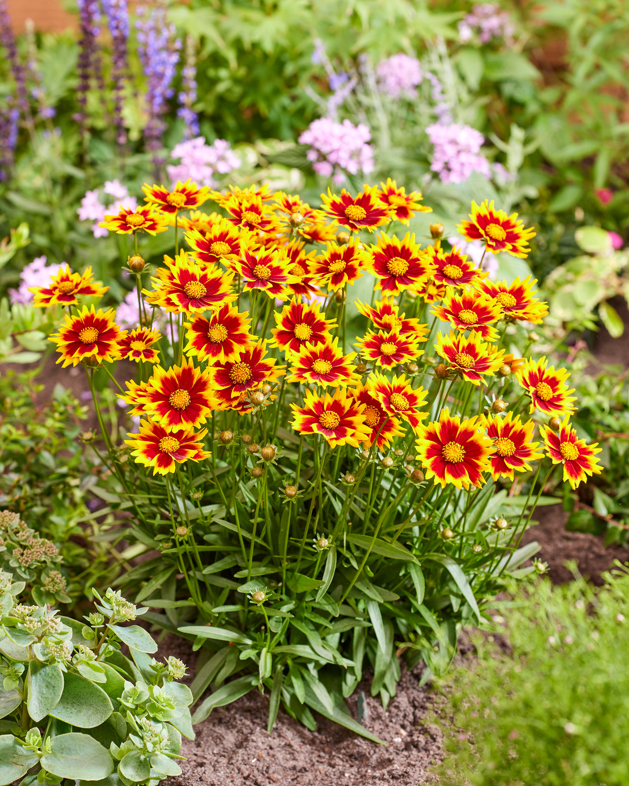 Coreopsis grandiflora 'Solar Jewel' bare roots — Buy tickseed online at ...