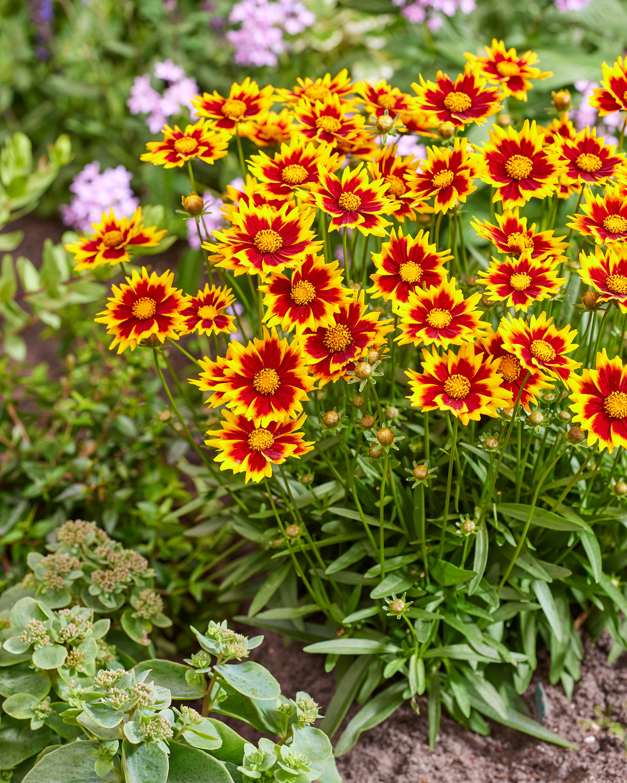 Coreopsis grandiflora 'Solar Jewel' bare roots — Buy tickseed online at ...