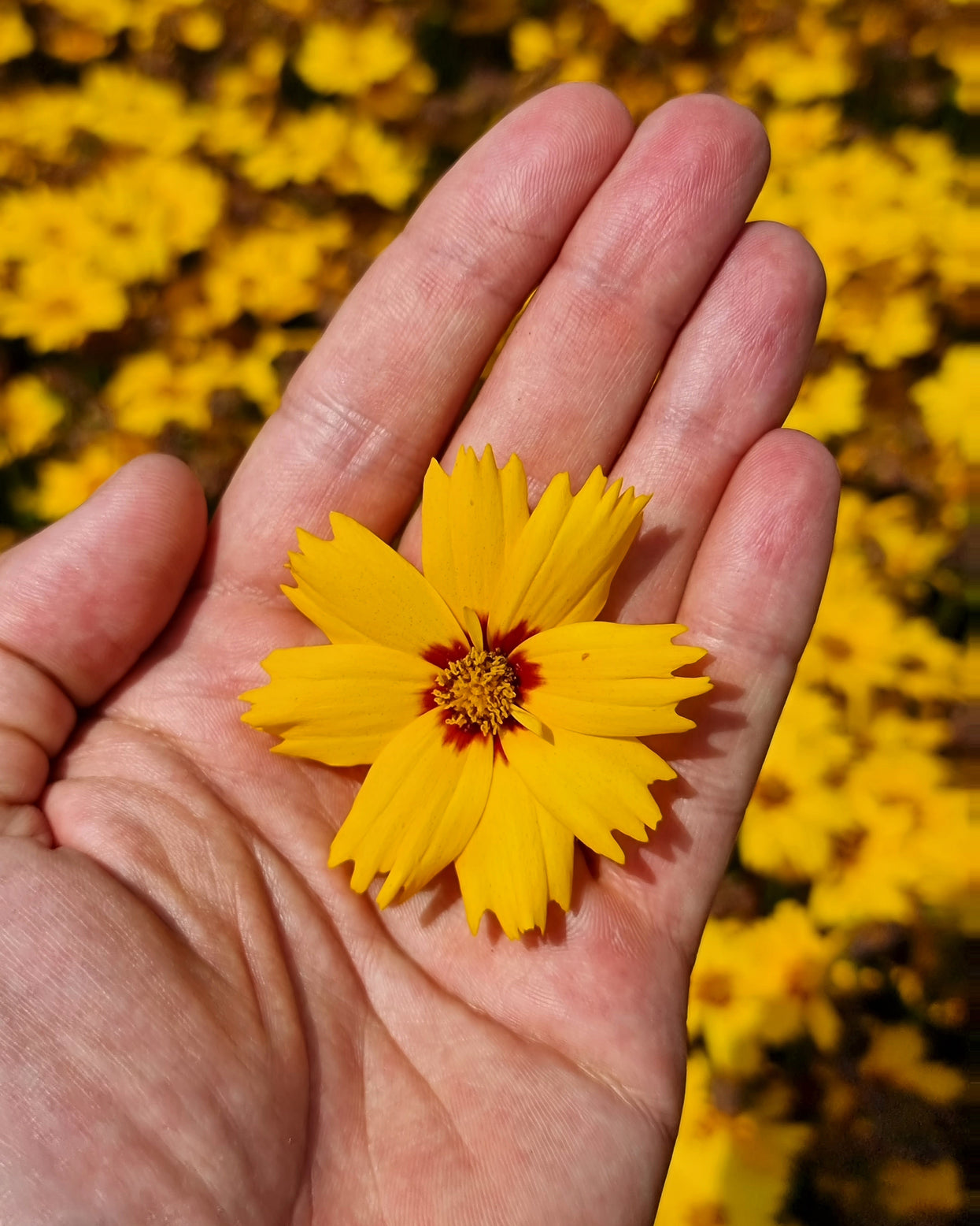 Coreopsis grandiflora 'Solar Mellow' bare roots — Buy yellow tickseed ...