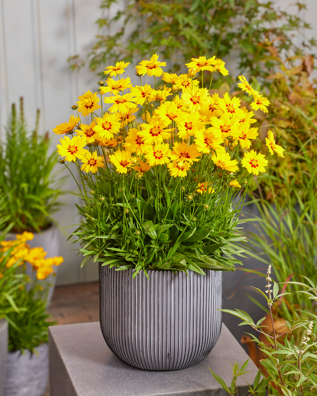 Coreopsis grandiflora 'Solar Mellow' bare roots — Buy yellow tickseed ...