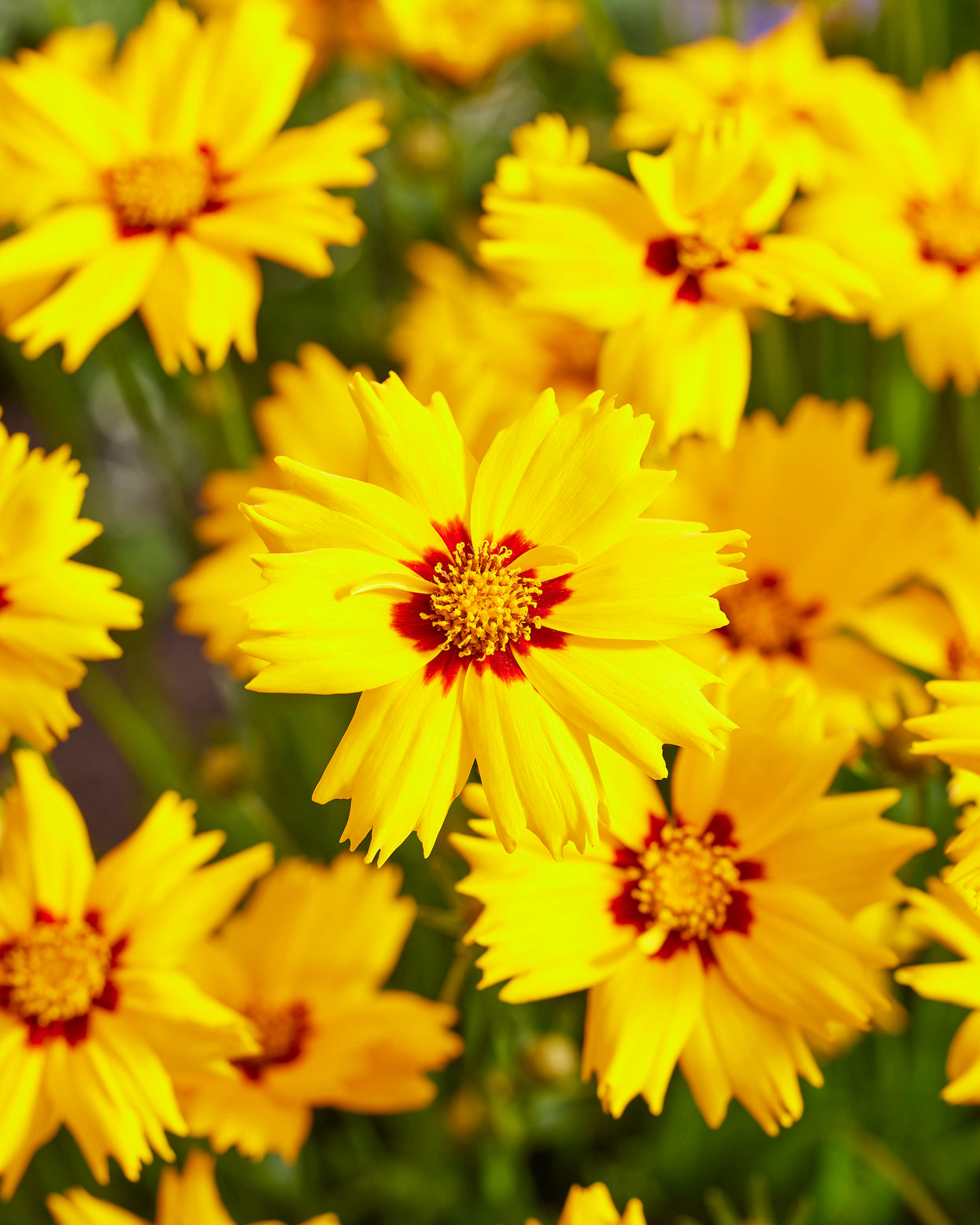 Coreopsis grandiflora 'Solar Mellow' bare roots — Buy yellow tickseed ...