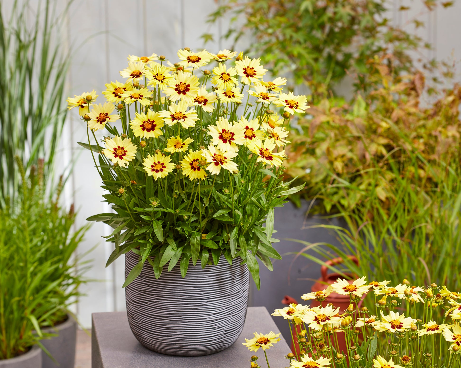 Coreopsis grandiflora 'Solar Moon' bare roots — Buy tickseed online at ...