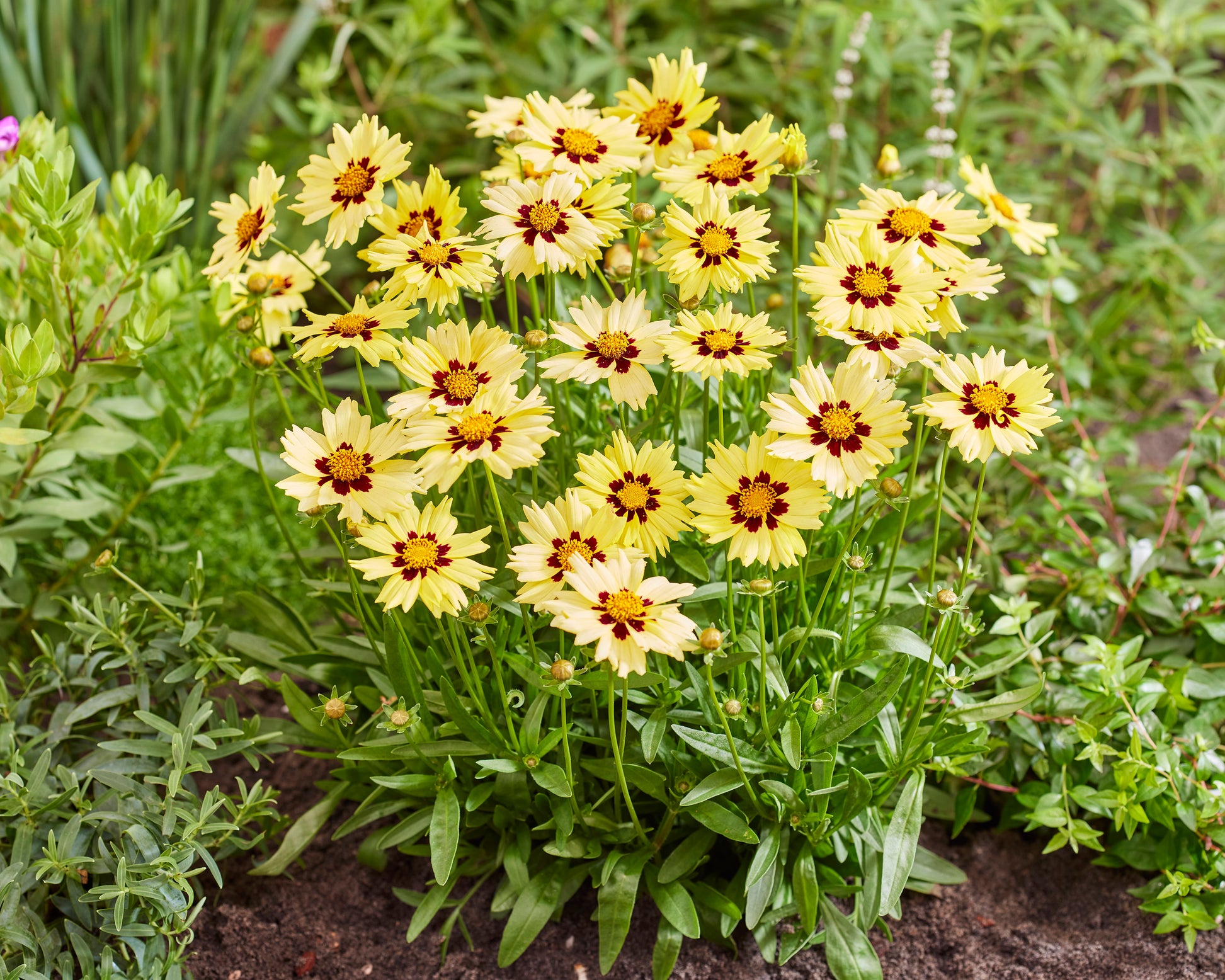 Coreopsis grandiflora 'Solar Moon' bare roots — Buy tickseed online at ...