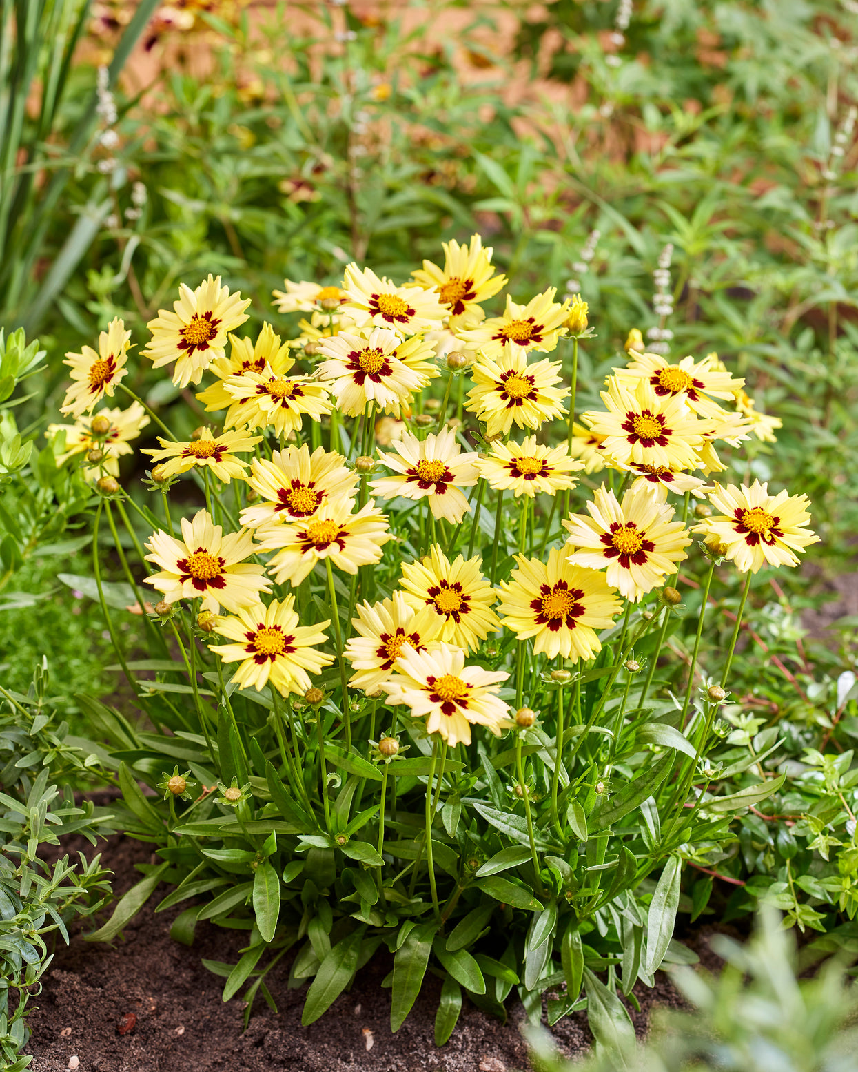 Coreopsis grandiflora 'Solar Moon' bare roots — Buy tickseed online at ...