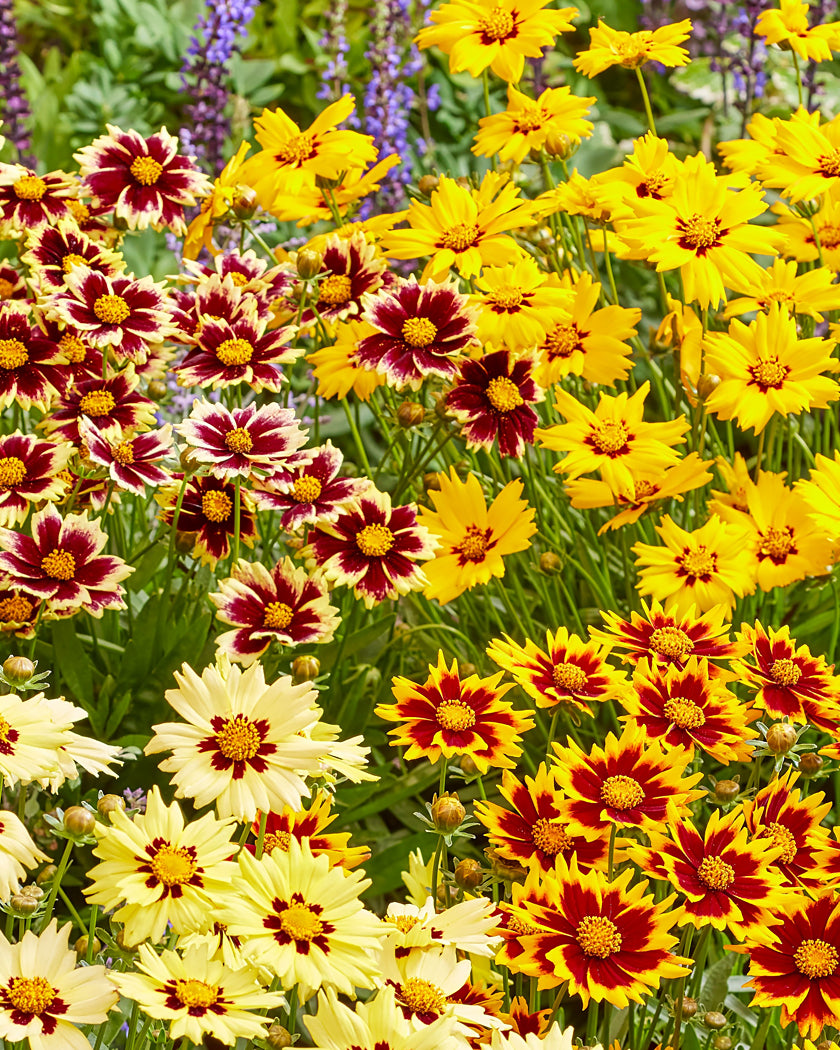 Coreopsis grandiflora 'Solar Moon' bare roots — Buy tickseed online at ...