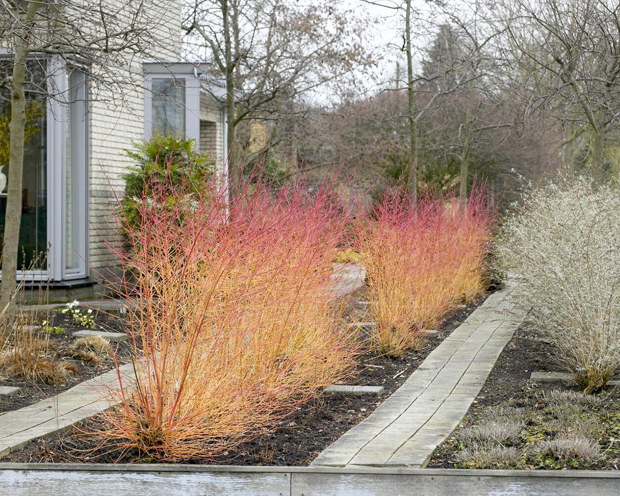 Cornus sanguinea 'Midwinter Fire' bare roots | Buy red dogwood online ...