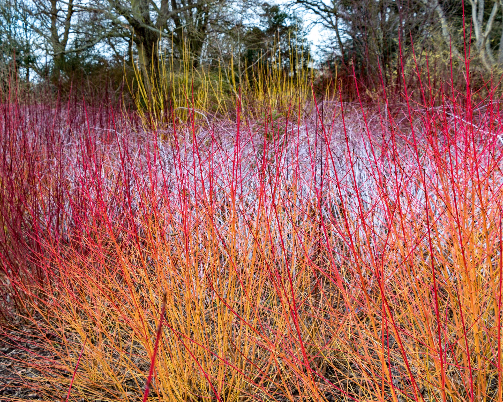 Cornus sanguinea 'Midwinter Fire' bare roots | Buy red dogwood online ...