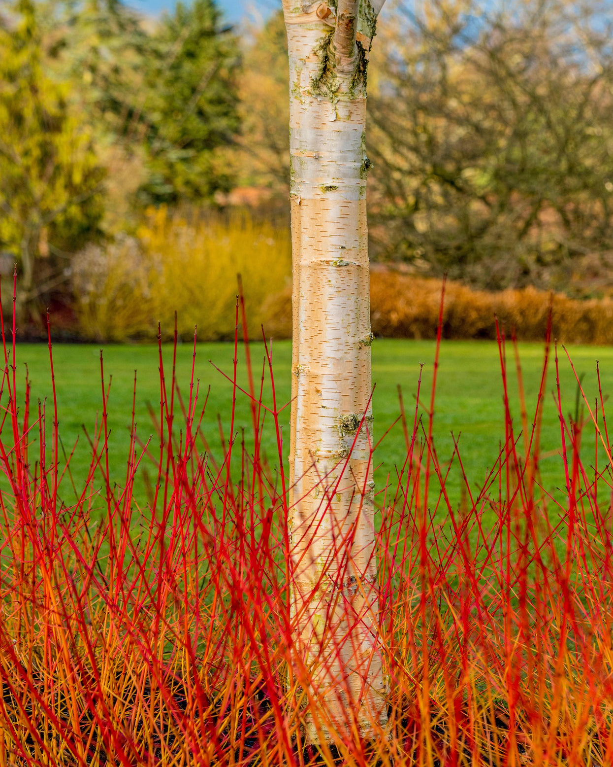Cornus sanguinea 'Midwinter Fire' bare roots | Buy red dogwood online ...