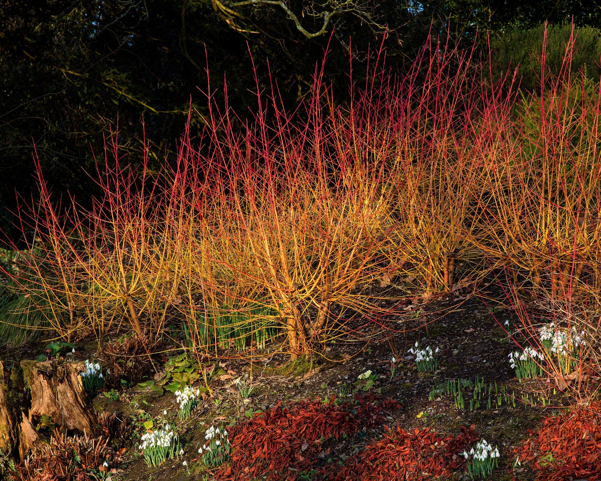 Cornus sanguinea 'Midwinter Fire' bare roots | Buy red dogwood online ...