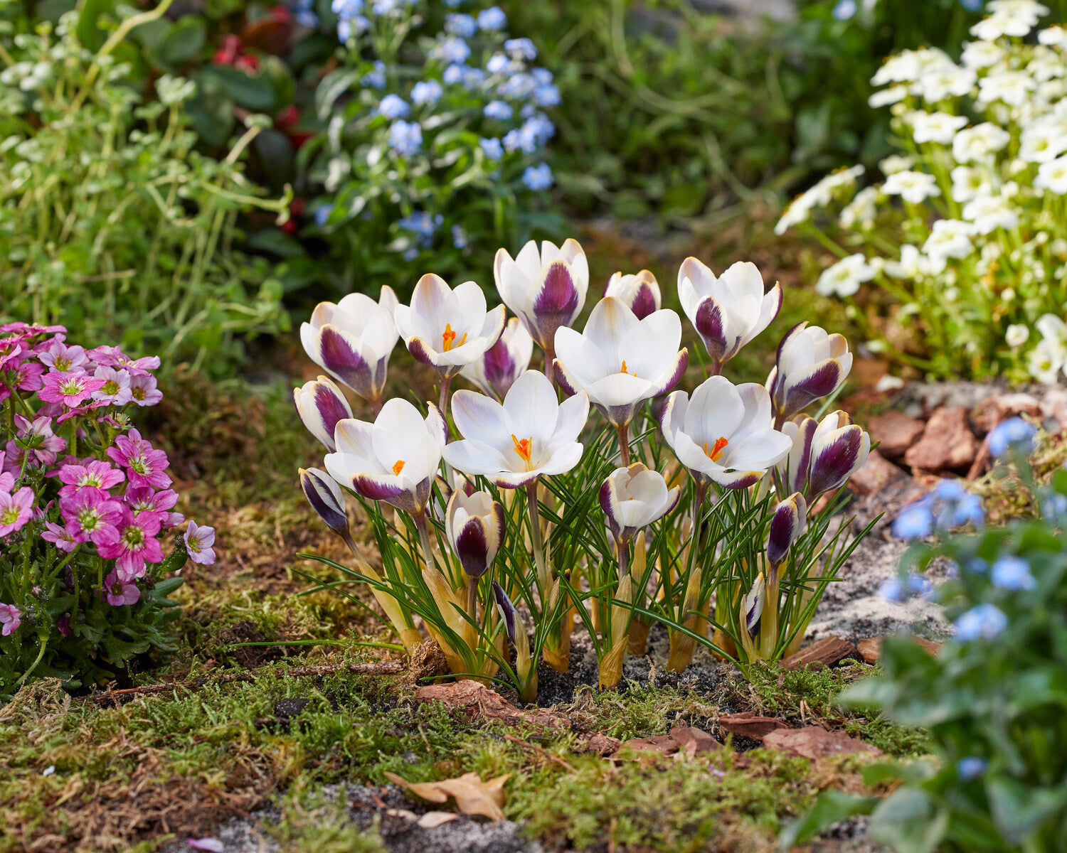 Crocus chrysanthus 'Panda' bulbs — Buy online at Farmer Gracy UK