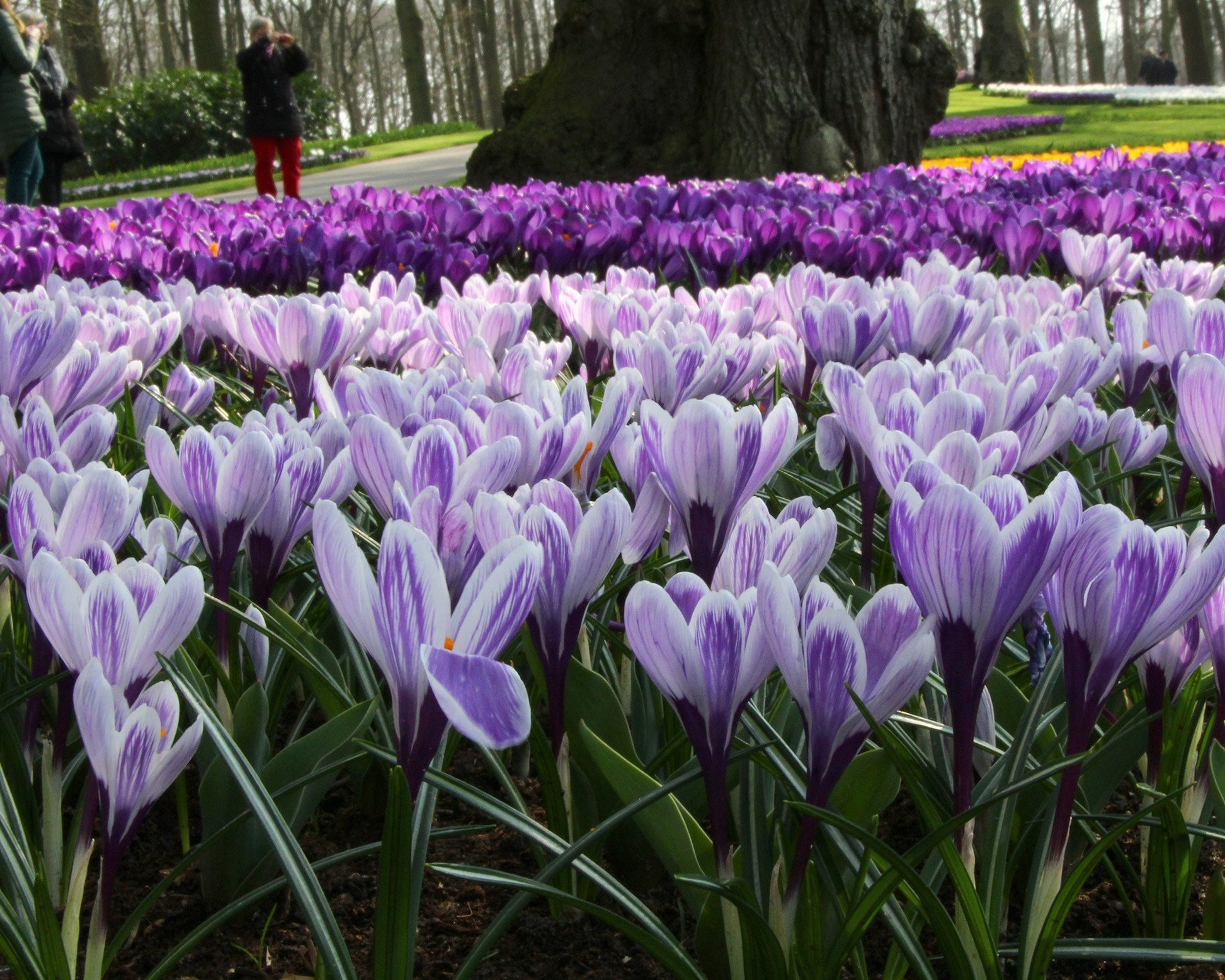 Crocus 'Pickwick' bulbs — Buy 'King of Stripe' crocus online at Farmer ...