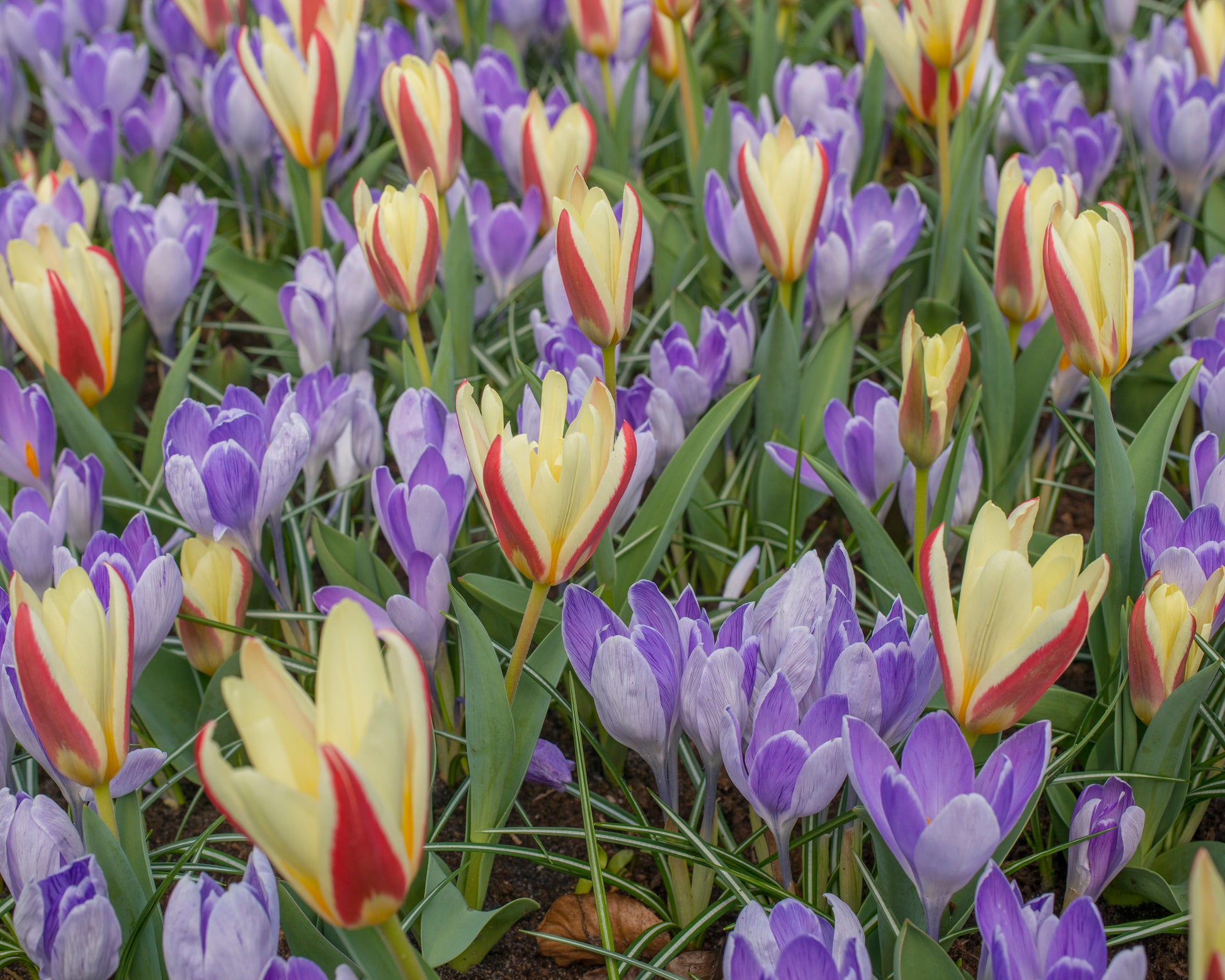 Crocus 'Vanguard' bulbs | Buy online at Farmer Gracy UK